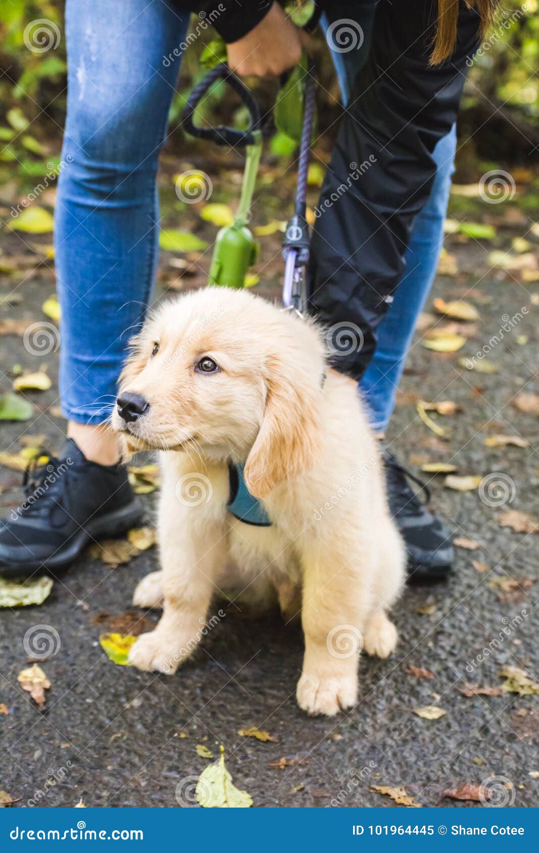 Perro Rubio Del Perro Perdiguero O De Perrito Del Laboratorio Imagen de ...