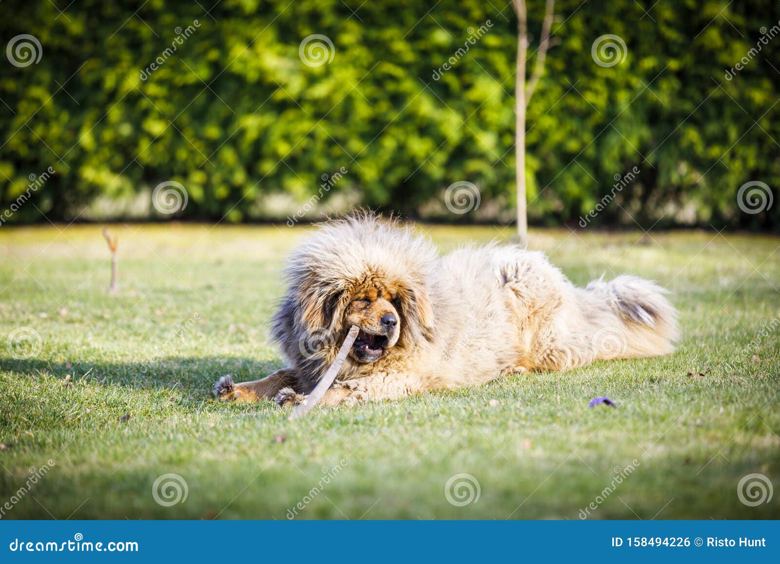 Perro Rubio Extremadamente Peludo Sobre Hierba Foto de archivo - Imagen ...