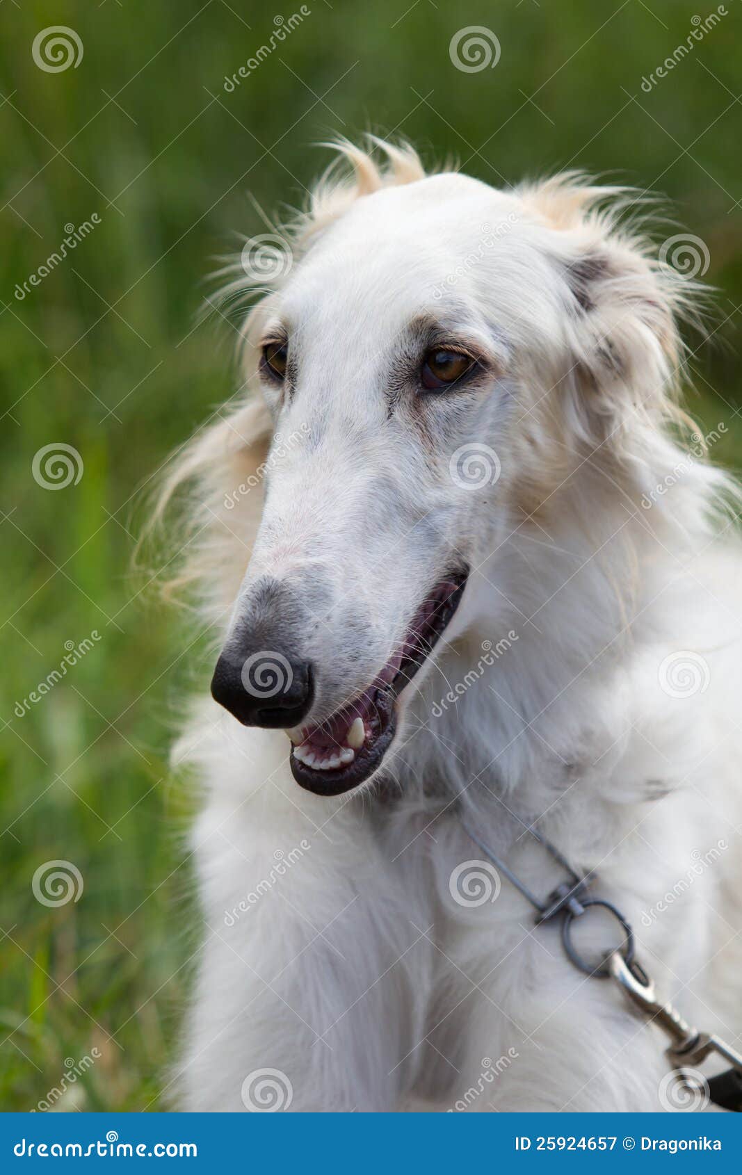Perro ruso del galgo imagen de archivo. Imagen de ruso - 25924657