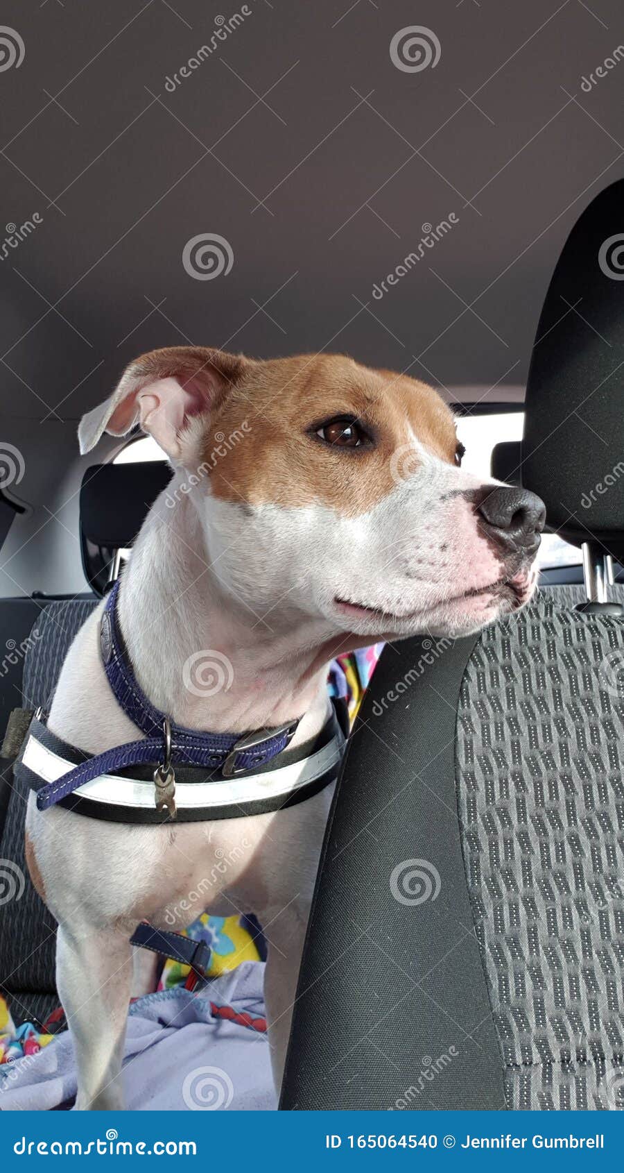 Perro sabio en el auto foto de archivo. Imagen de perro - 165064540