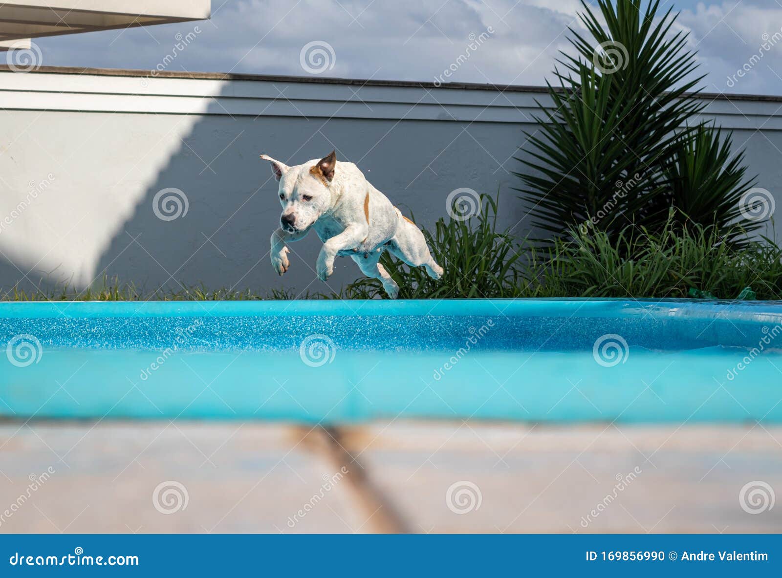 Perro Saltando a La Piscina Foto de archivo - Imagen de nariz, deporte ...