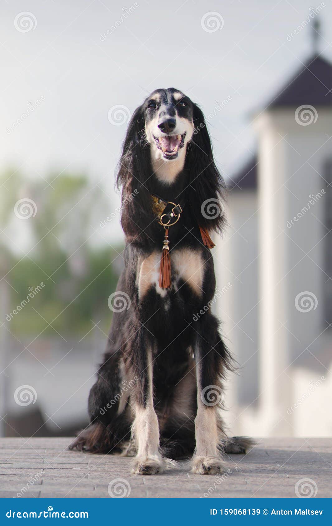 Perro Saluki imagen de archivo. Imagen de frondoso, perro - 159068139