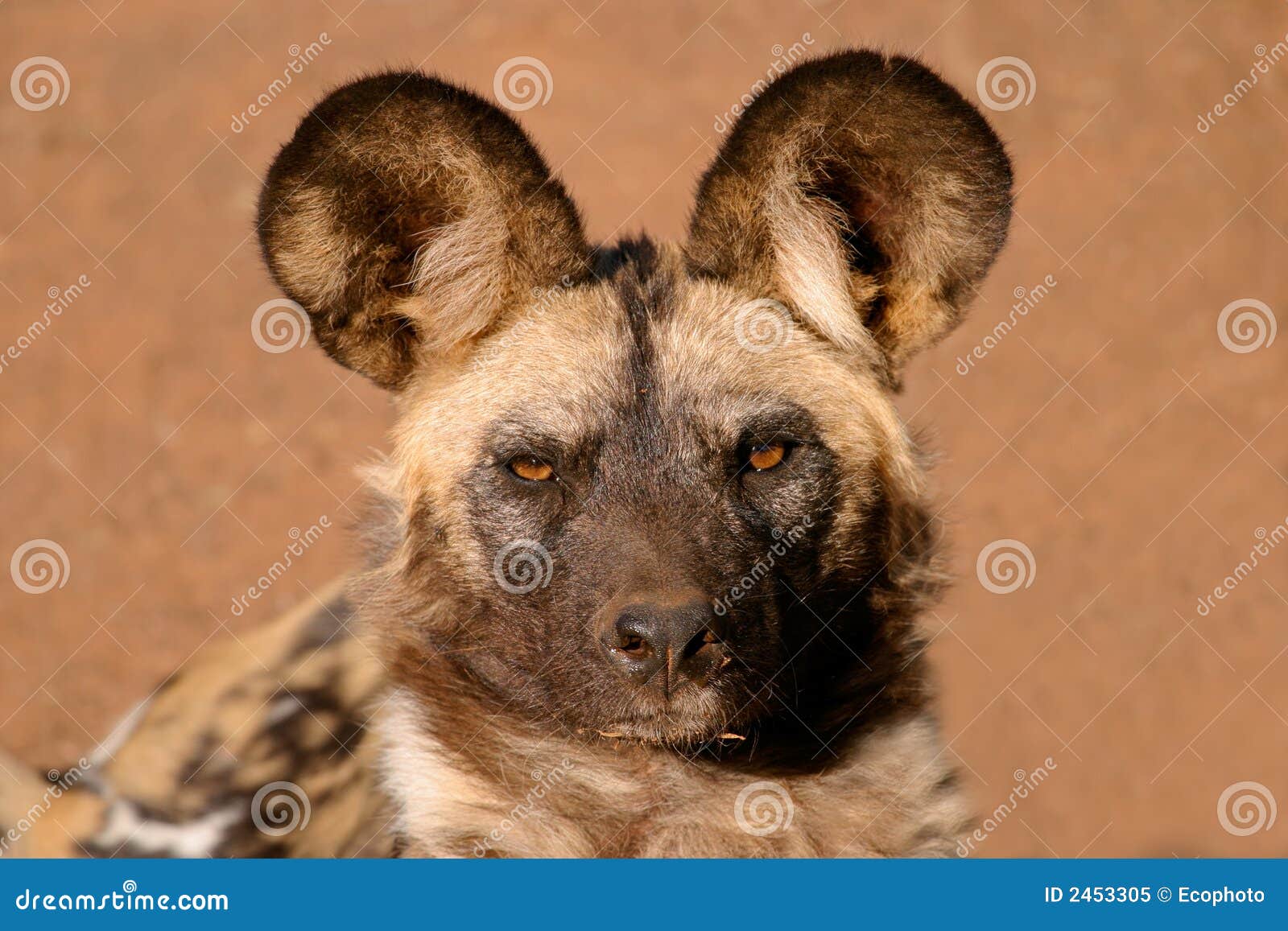 Perro salvaje africano imagen de archivo. Imagen de deslumbrar - 2453305