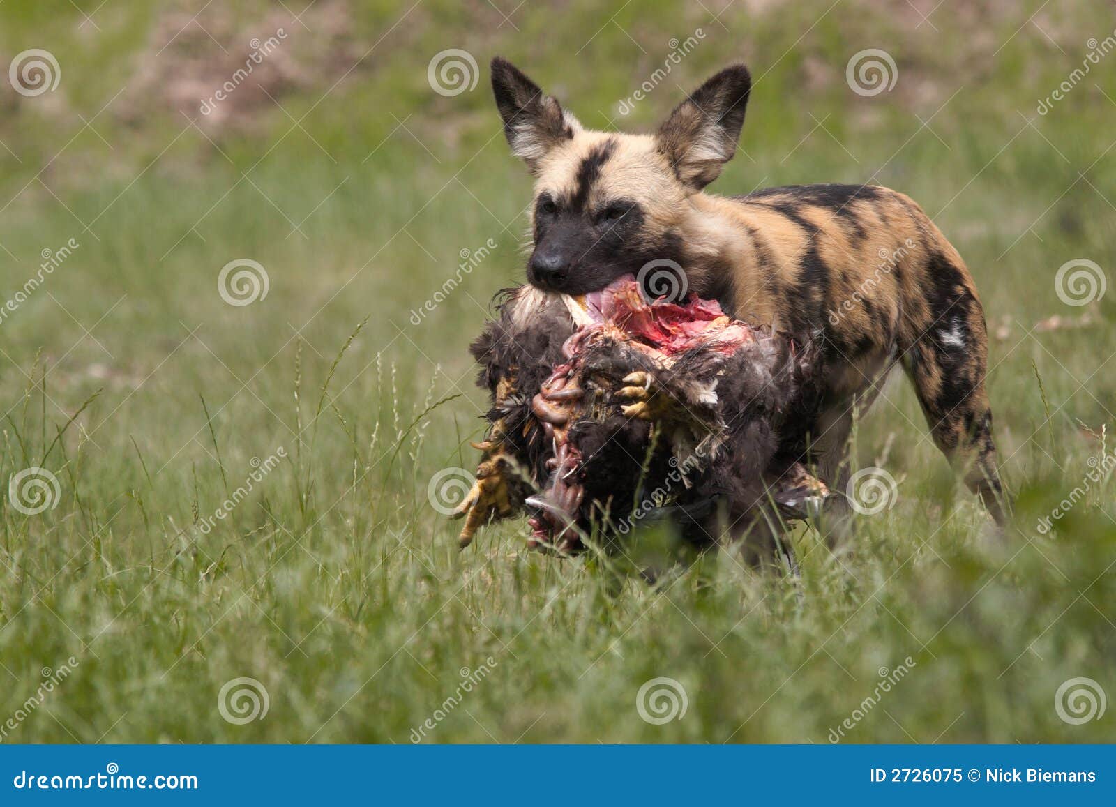 Perro Salvaje Africano Foto de archivo libre de regalías - Imagen: 2726075