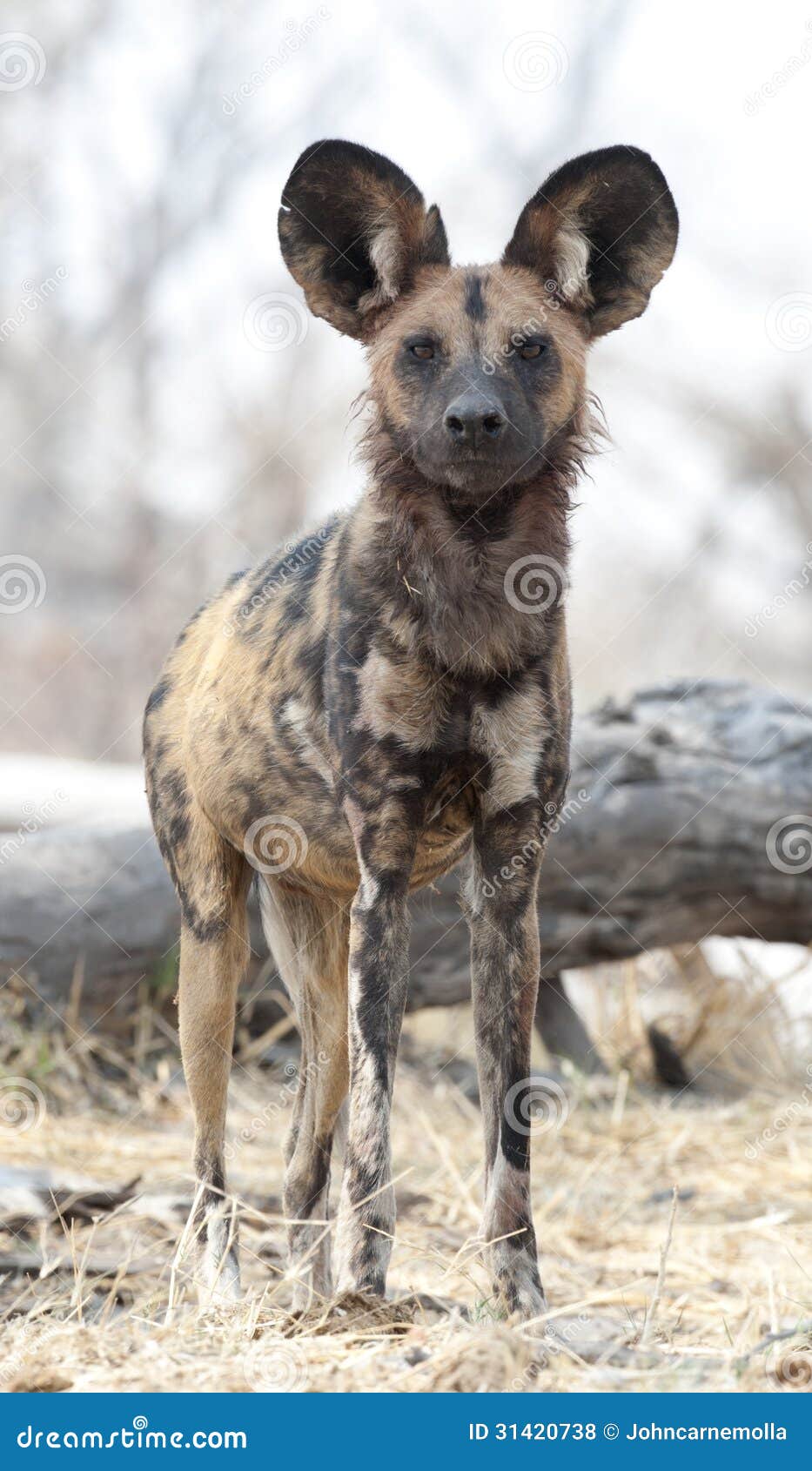 Perro salvaje africano foto de archivo. Imagen de animales - 31420738