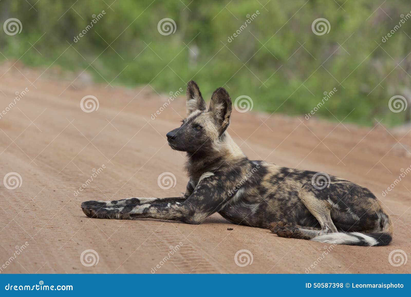 Perro salvaje africano foto de archivo. Imagen de naturalizado - 50587398