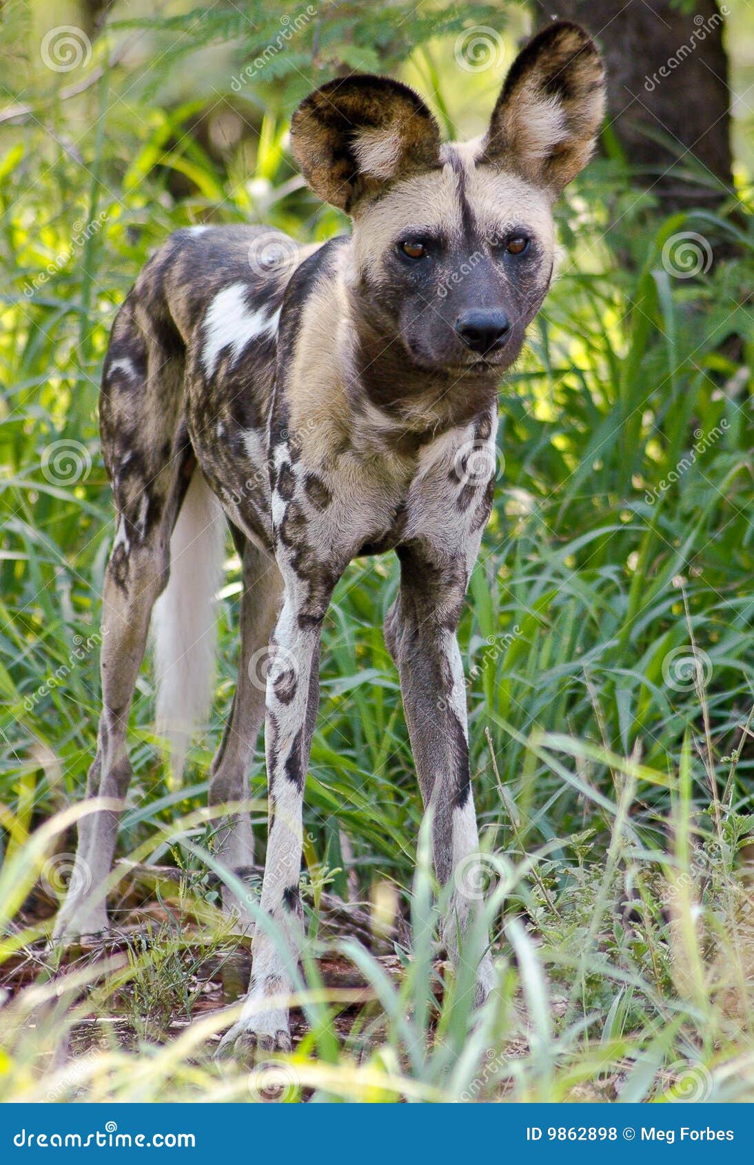 Perro salvaje africano foto de archivo. Imagen de cazador - 9862898
