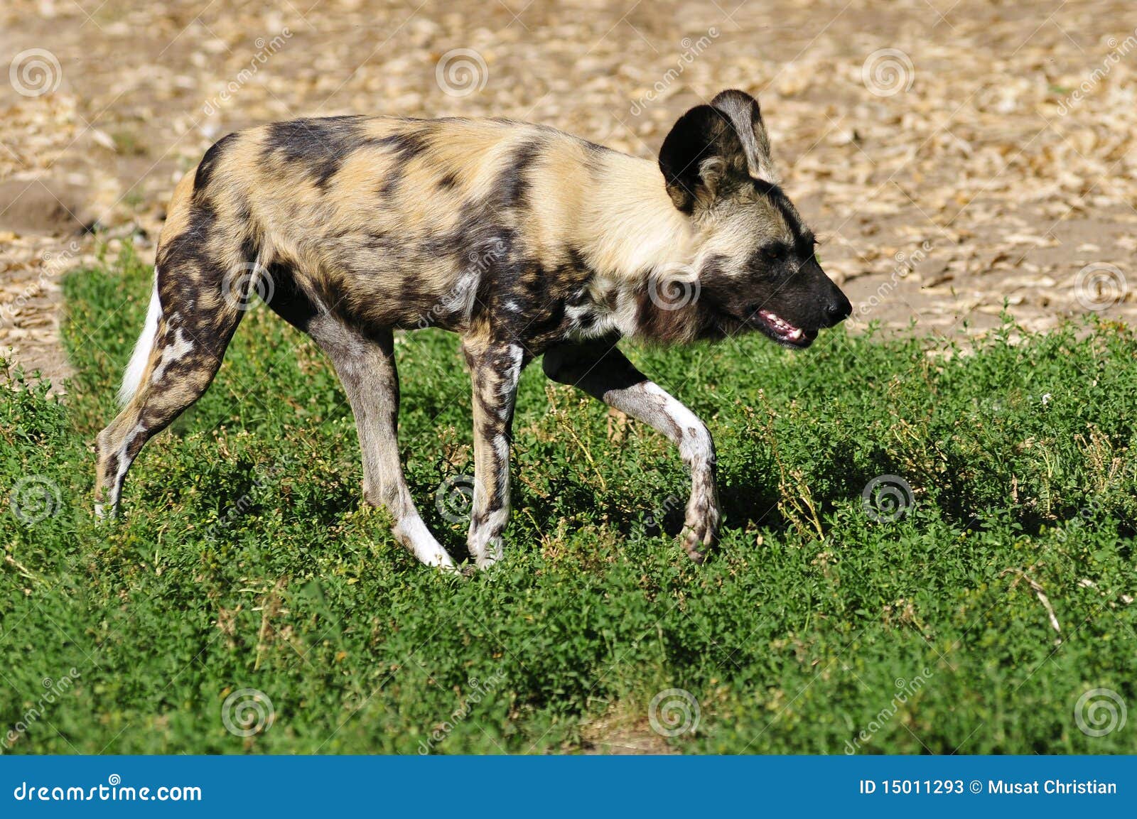 Perro Salvaje Africano En Hierba Imagen de archivo - Imagen de hierba ...