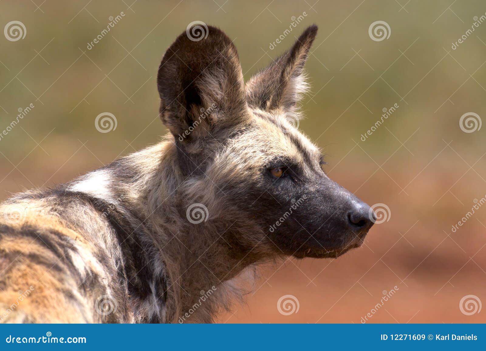 Perro Salvaje Africano (perro De Caza) Imagen de archivo - Imagen de ...