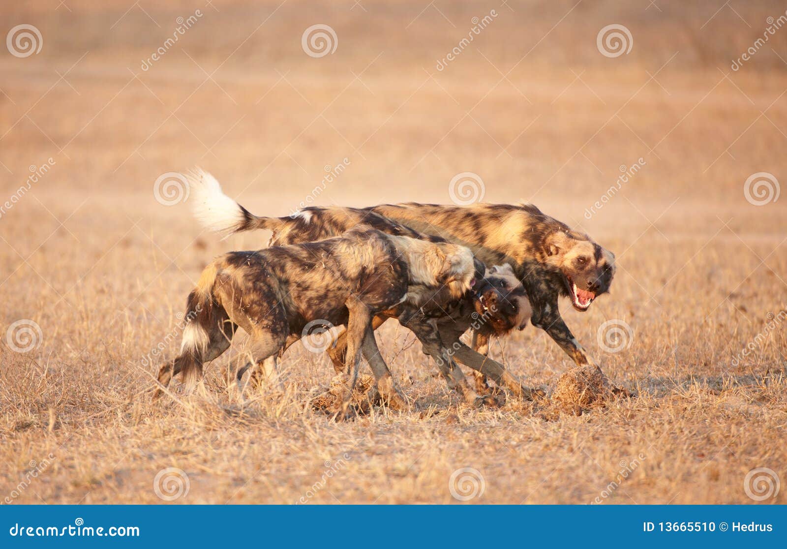 Perro Salvaje Africano (pictus De Lycaon) Foto de archivo - Imagen de ...