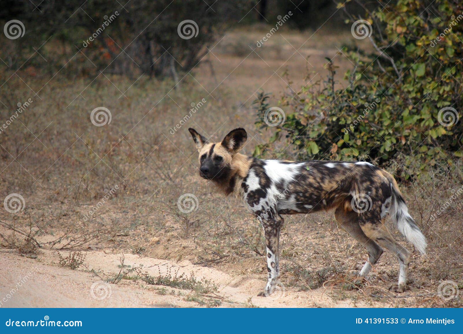 Perro Salvaje Africano, Pictus De Lycaon Imagen de archivo - Imagen de ...