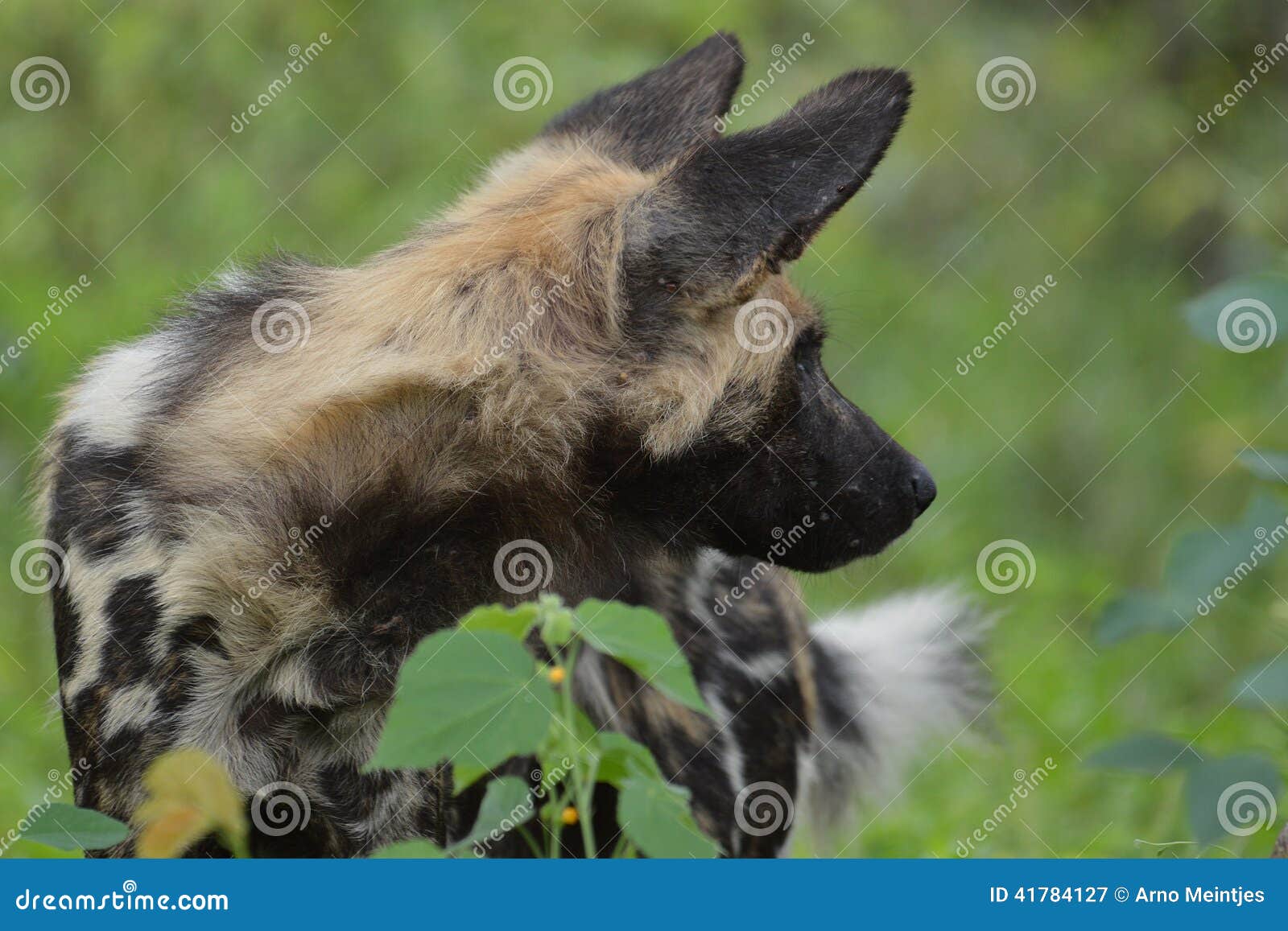 Perro Salvaje Africano, Pictus De Lycaon Imagen de archivo - Imagen de ...