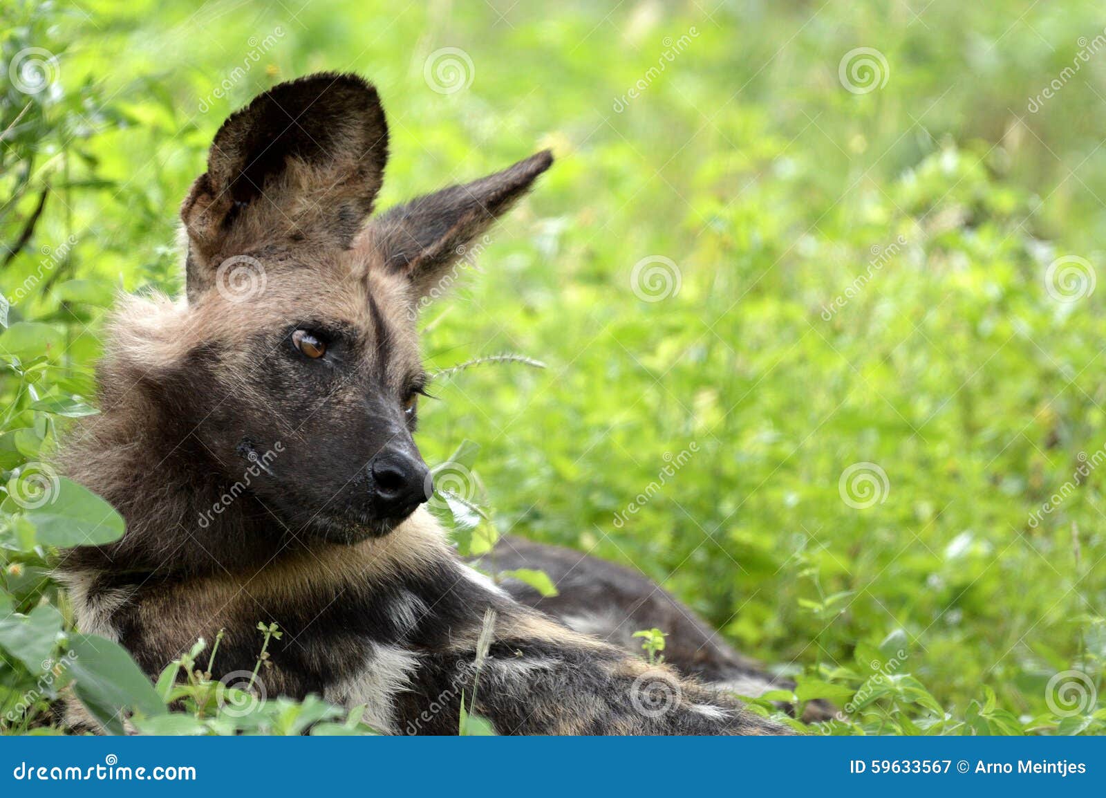 Perro Salvaje Africano, Pictus De Lycaon Imagen de archivo - Imagen de ...
