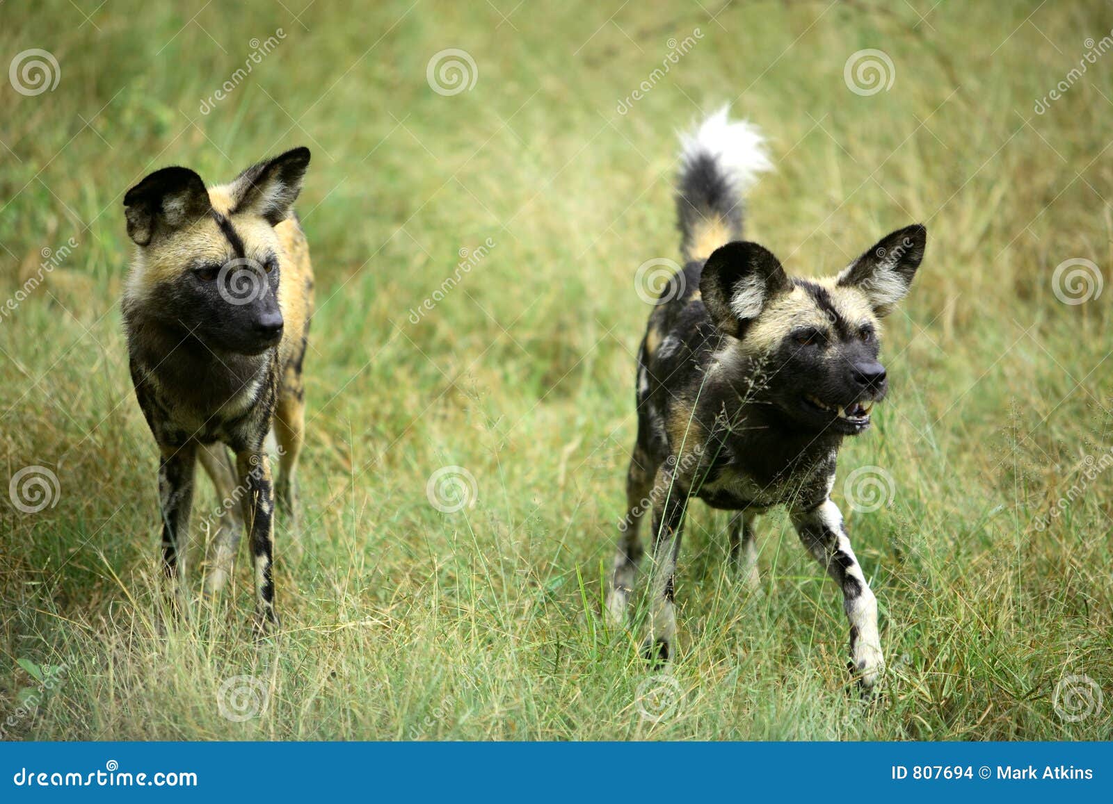 Perro Salvaje Africano (pictus Del Lycaon) Foto de archivo - Imagen de ...