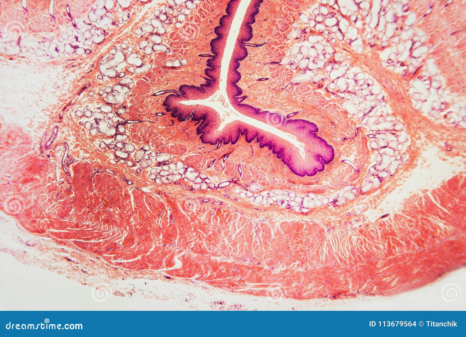 Perro Seccionado Transversalmente Del Esófago Foto de archivo - Imagen ...