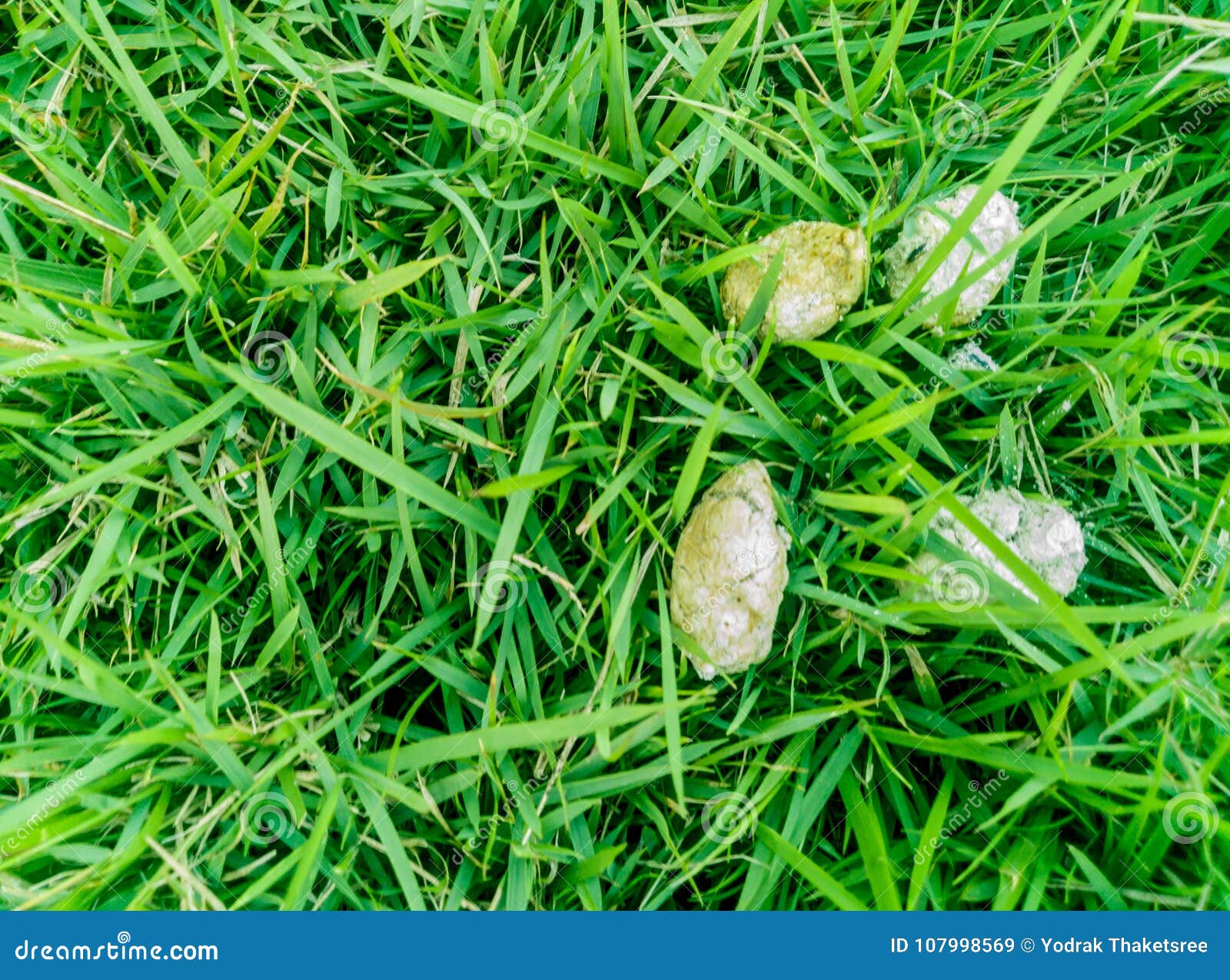 Perro seco de las heces imagen de archivo. Imagen de seco - 107998569