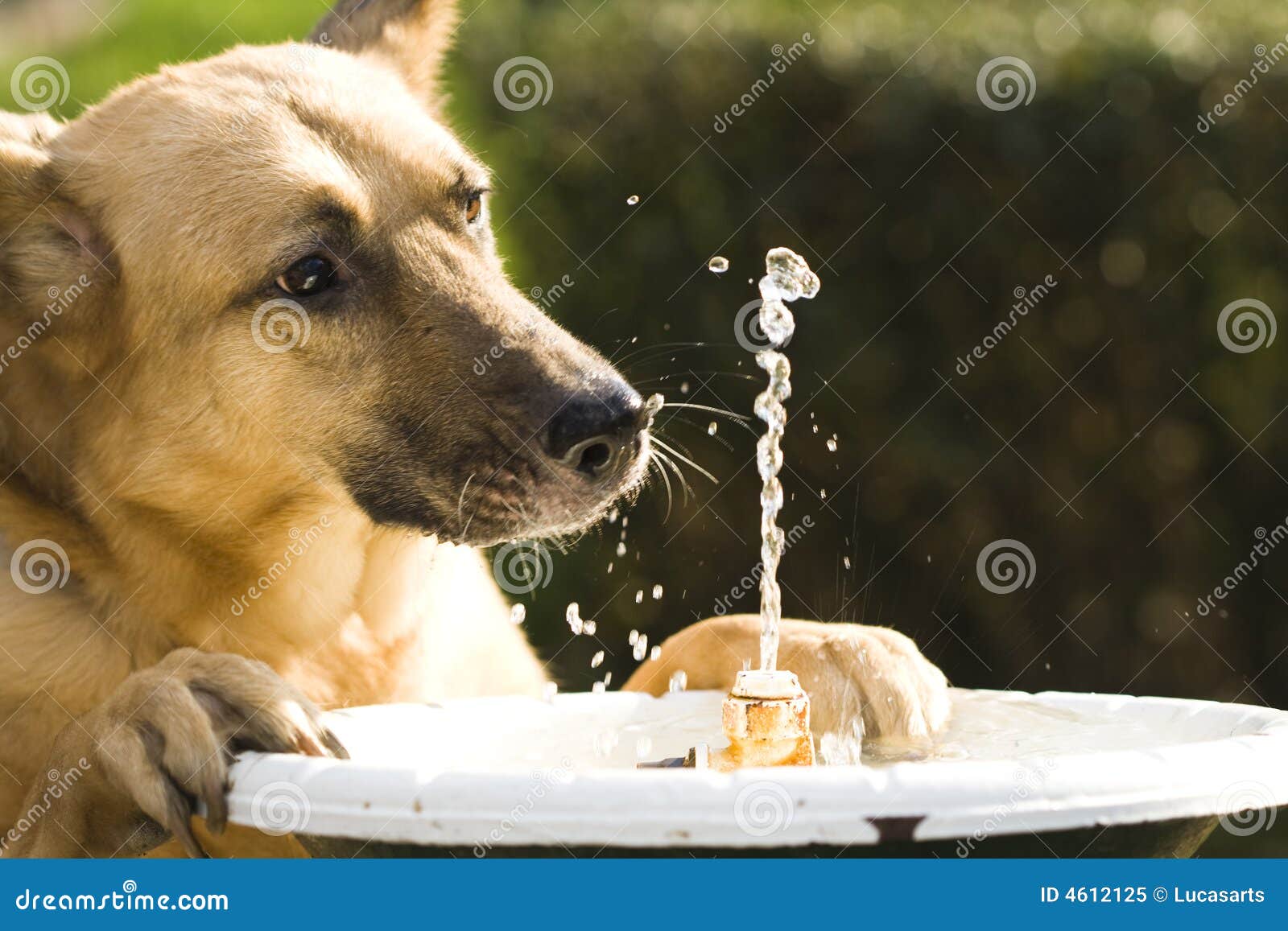 Perro sediento imagen de archivo. Imagen de puro, sediento - 4612125