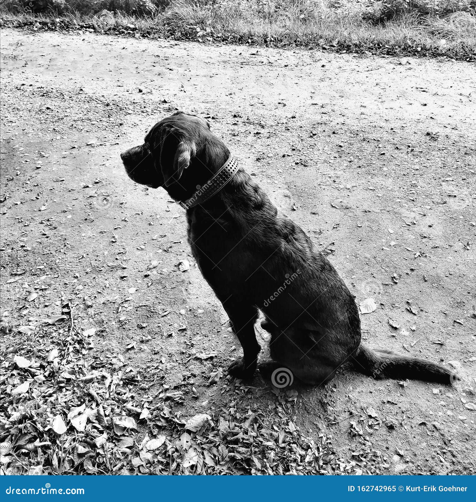 Perro sentado imagen de archivo. Imagen de negro, blanco - 162742965