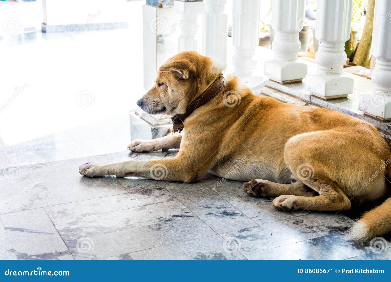 Perro sentado imagen de archivo. Imagen de lifestyle - 86086671