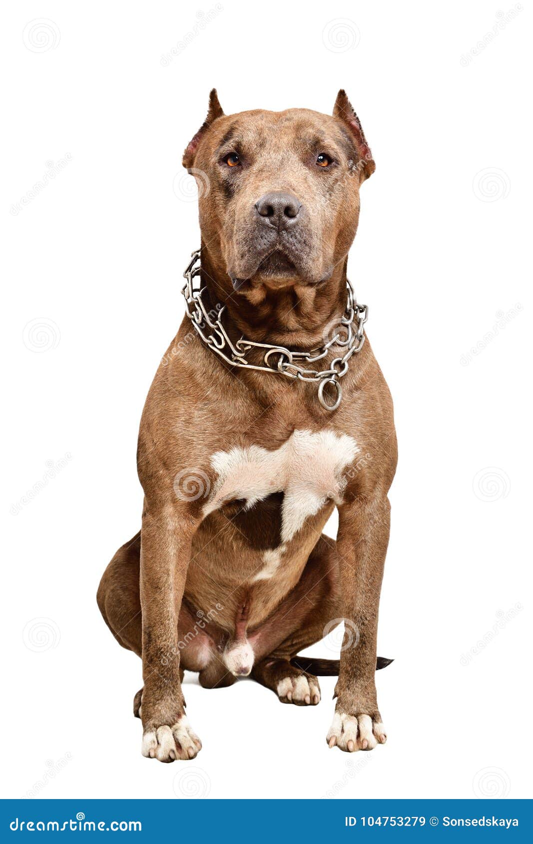 Perro serio del pitbull imagen de archivo. Imagen de miedo - 104753279