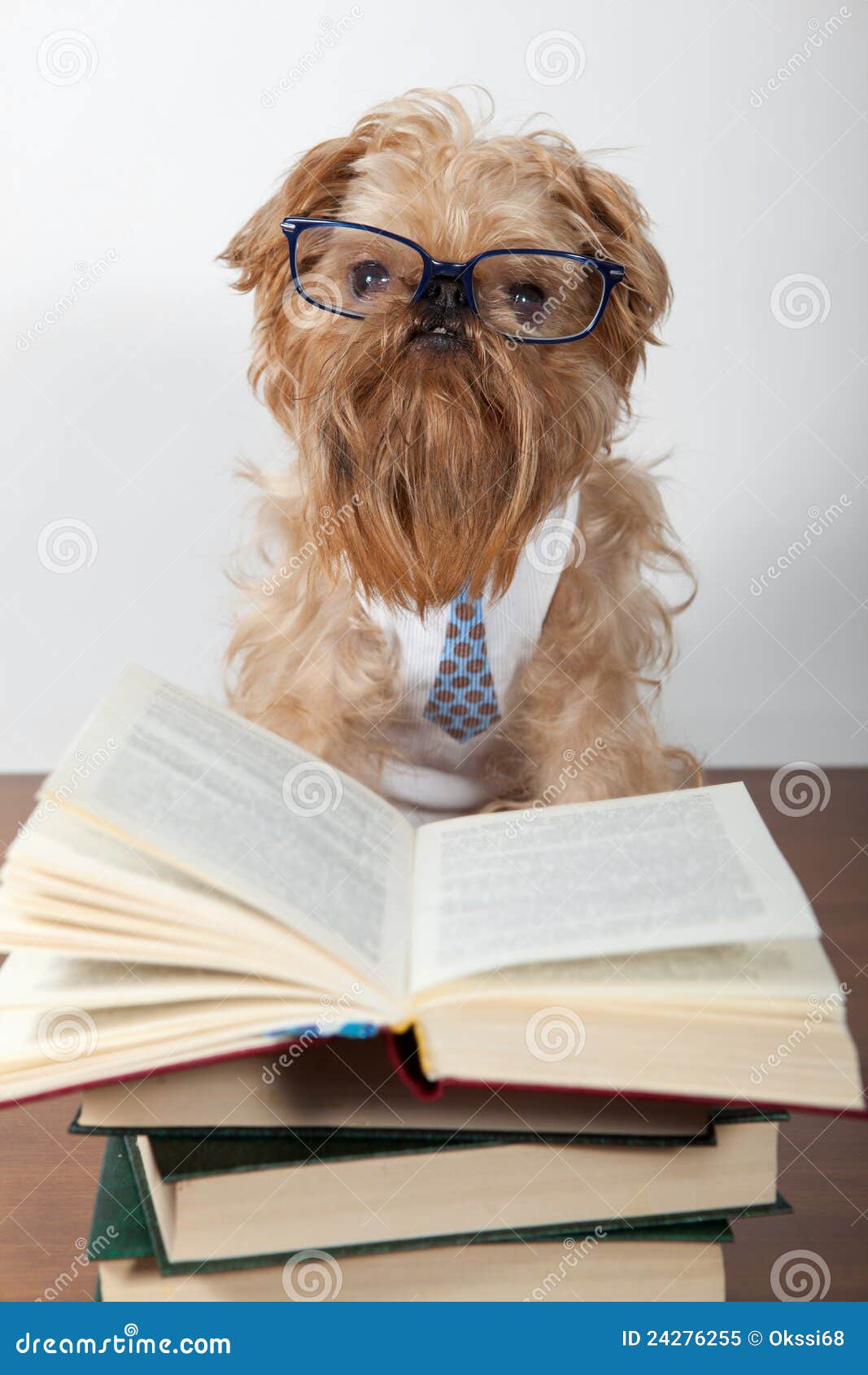 Perro serio en vidrios imagen de archivo. Imagen de amarillento - 24276255