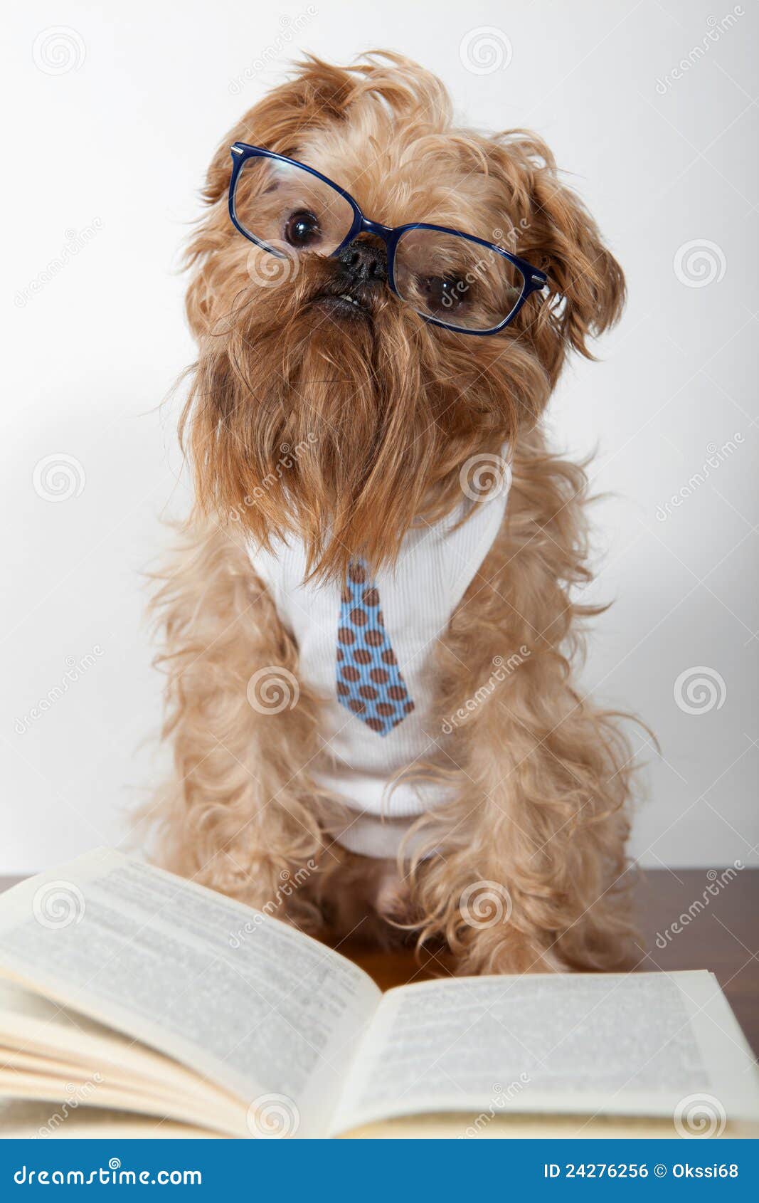 Perro serio en vidrios foto de archivo. Imagen de genio - 24276256