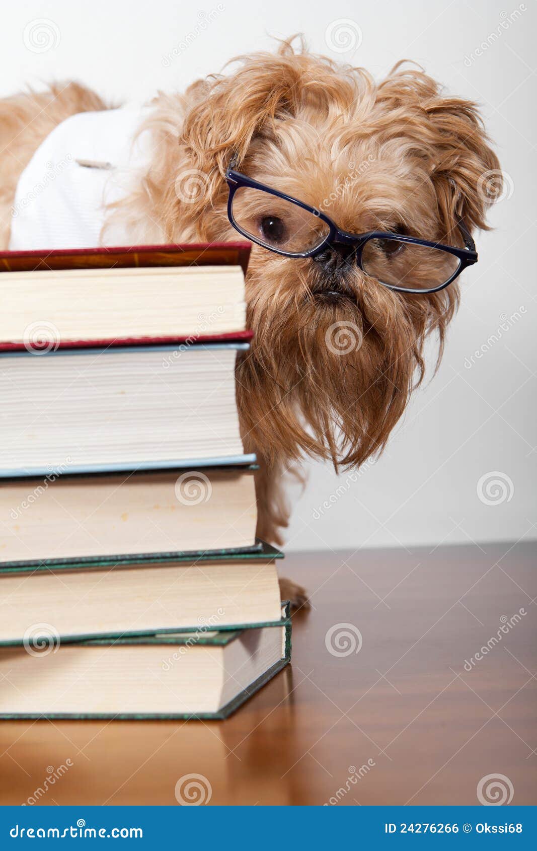 Perro serio en vidrios foto de archivo. Imagen de pista - 24276266