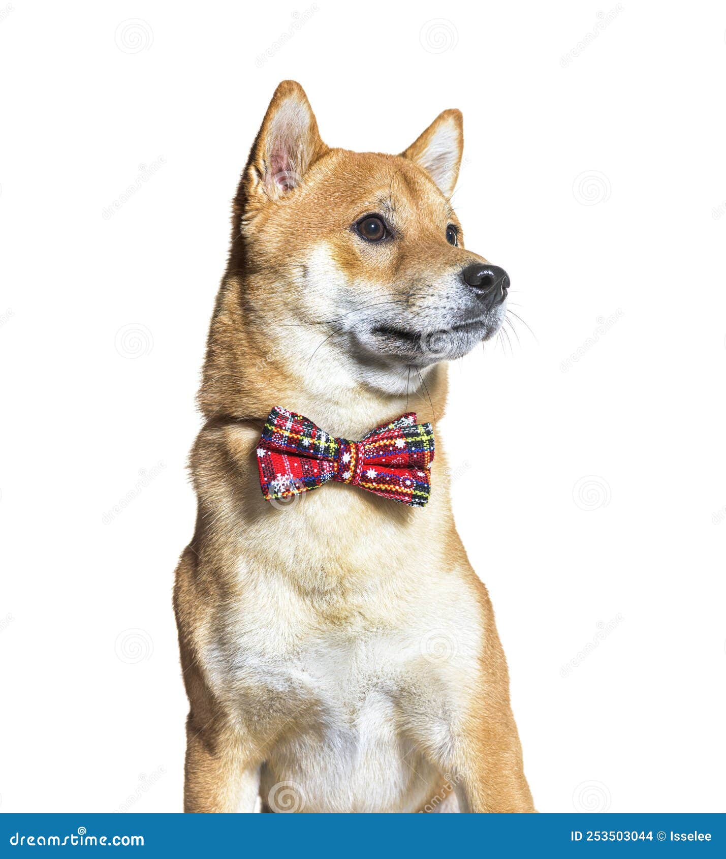 Perro Shiba Inu Con Corbata De Arco Aislado Foto de archivo - Imagen de ...