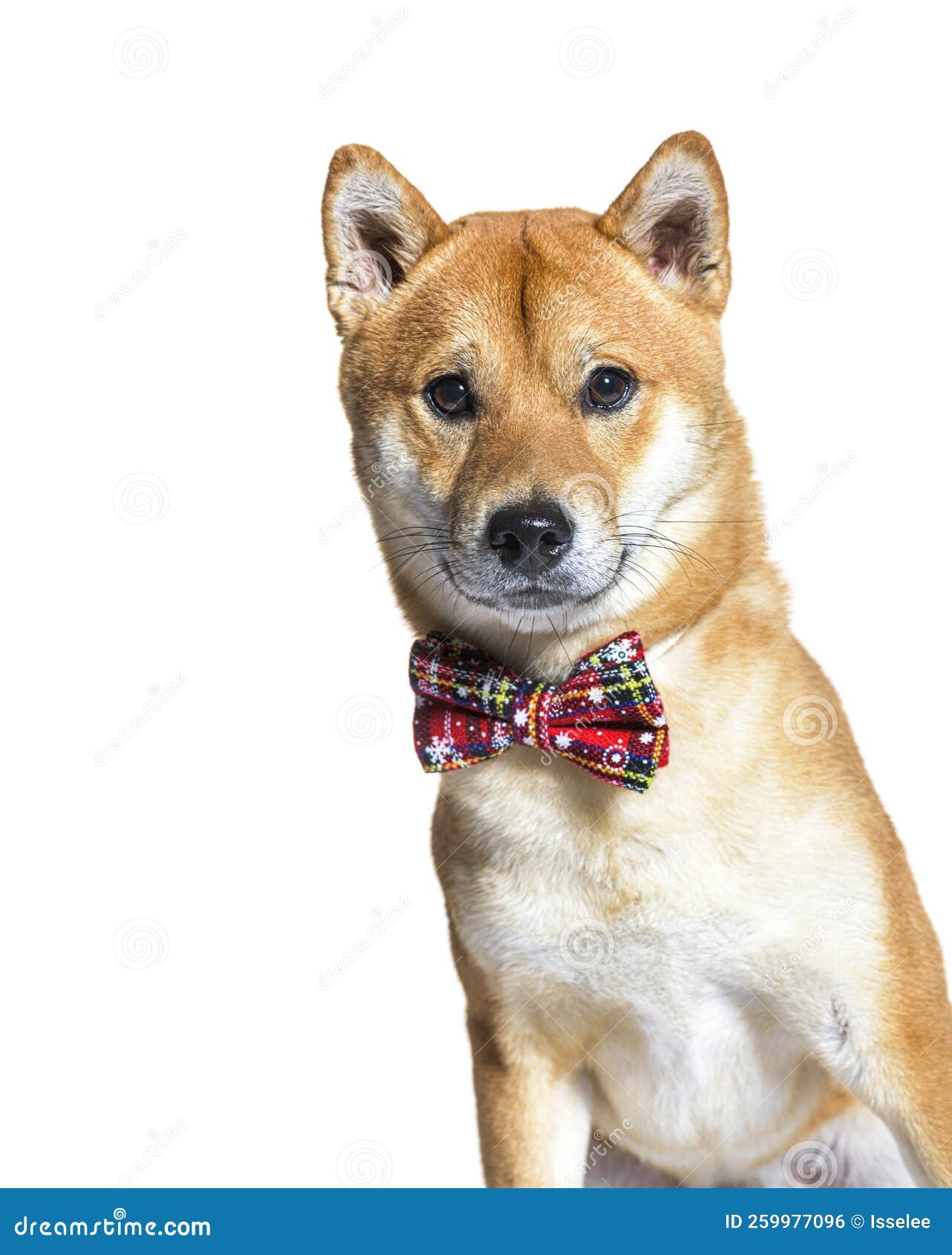 Perro Shiba Inu Con Corbata De Arco Aislado En Blanco Foto de archivo ...