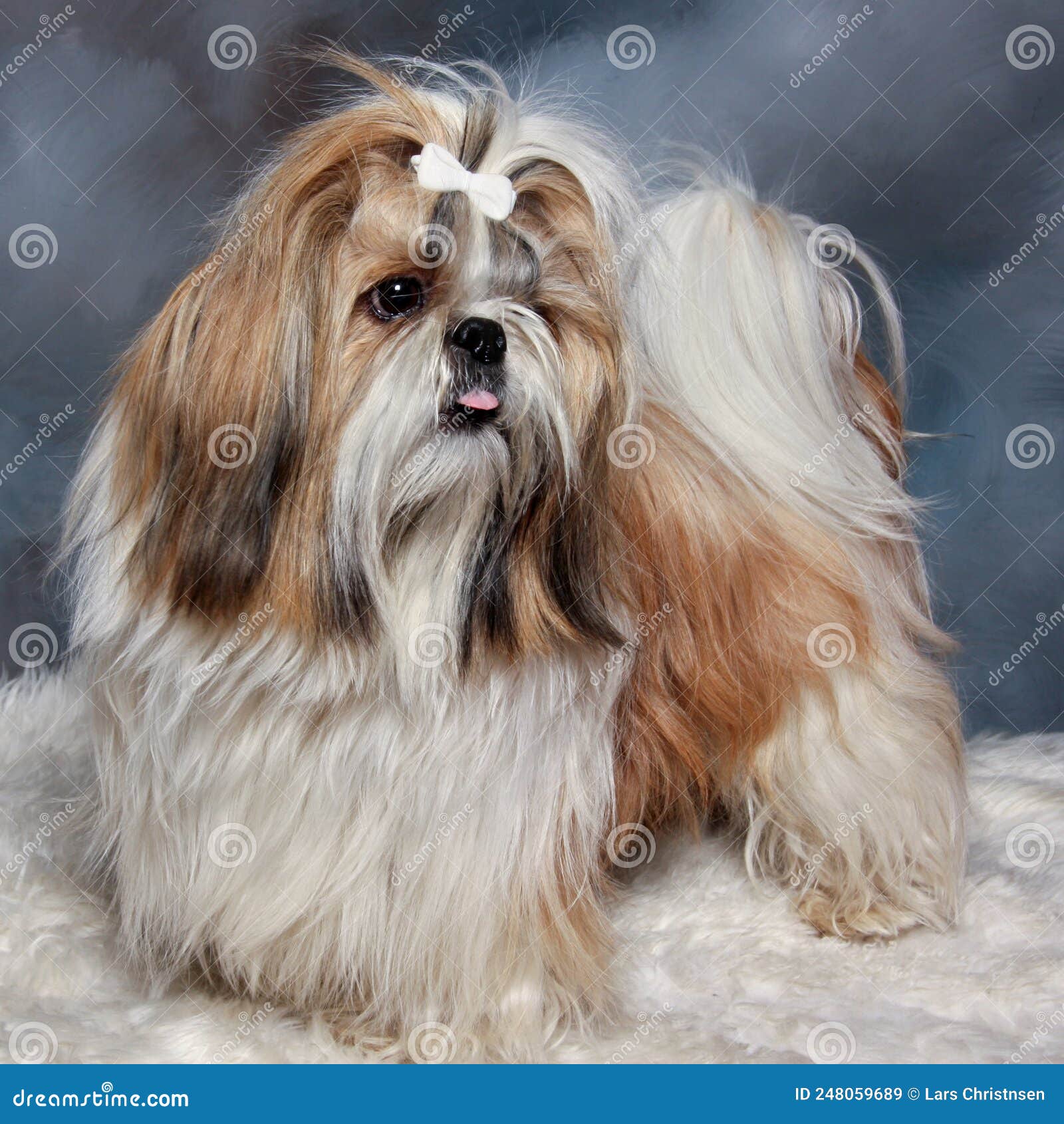 Perro shih tzu triste imagen de archivo. Imagen de siéntese - 248059689