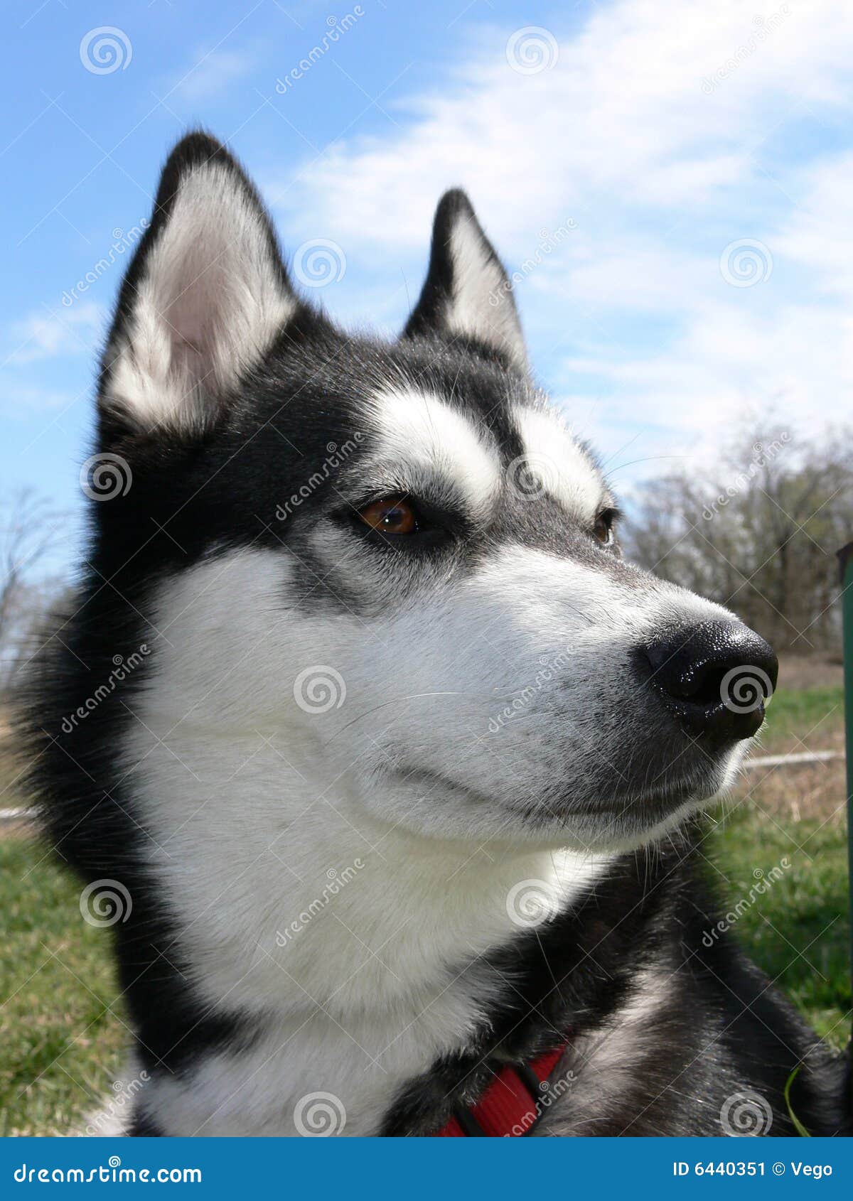 Perro Siberiano Imagen. Imagen: 6440351