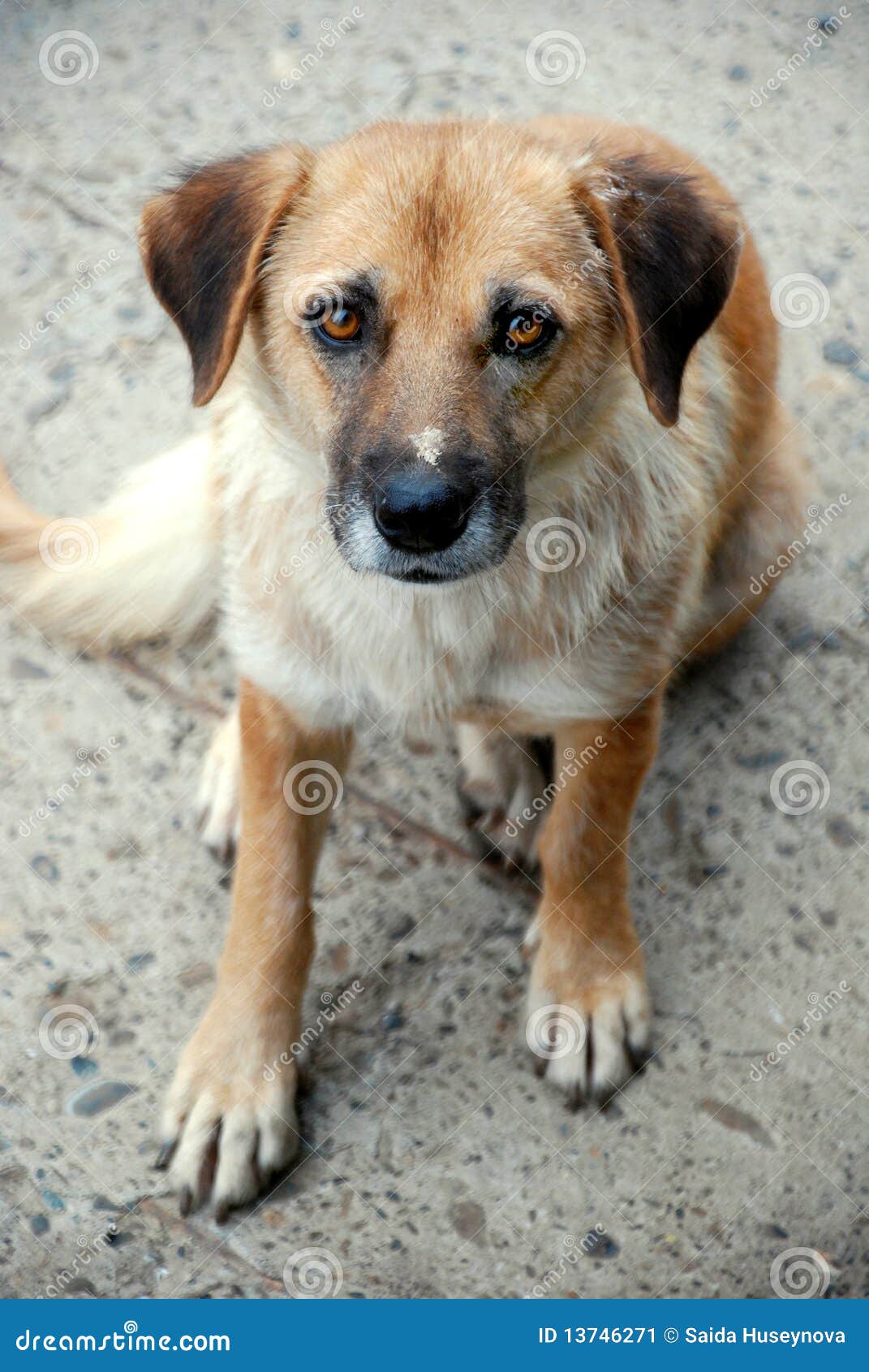 Perro sin hogar imagen de archivo. Imagen de perrito - 13746271