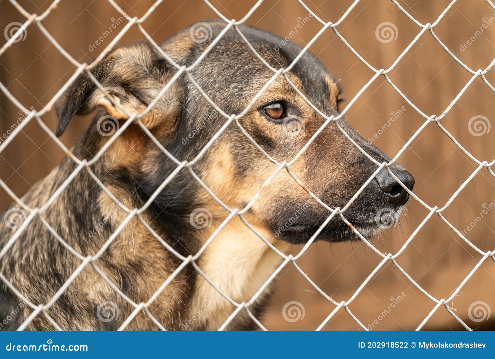 Perro Sin Hogar En Un Refugio Para Perros Foto de archivo - Imagen de ...
