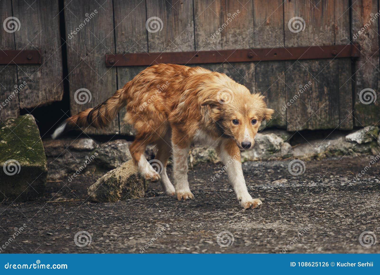 Perro Sin Hogar Rojo Perro Pobre En La Calle Foto de archivo - Imagen ...
