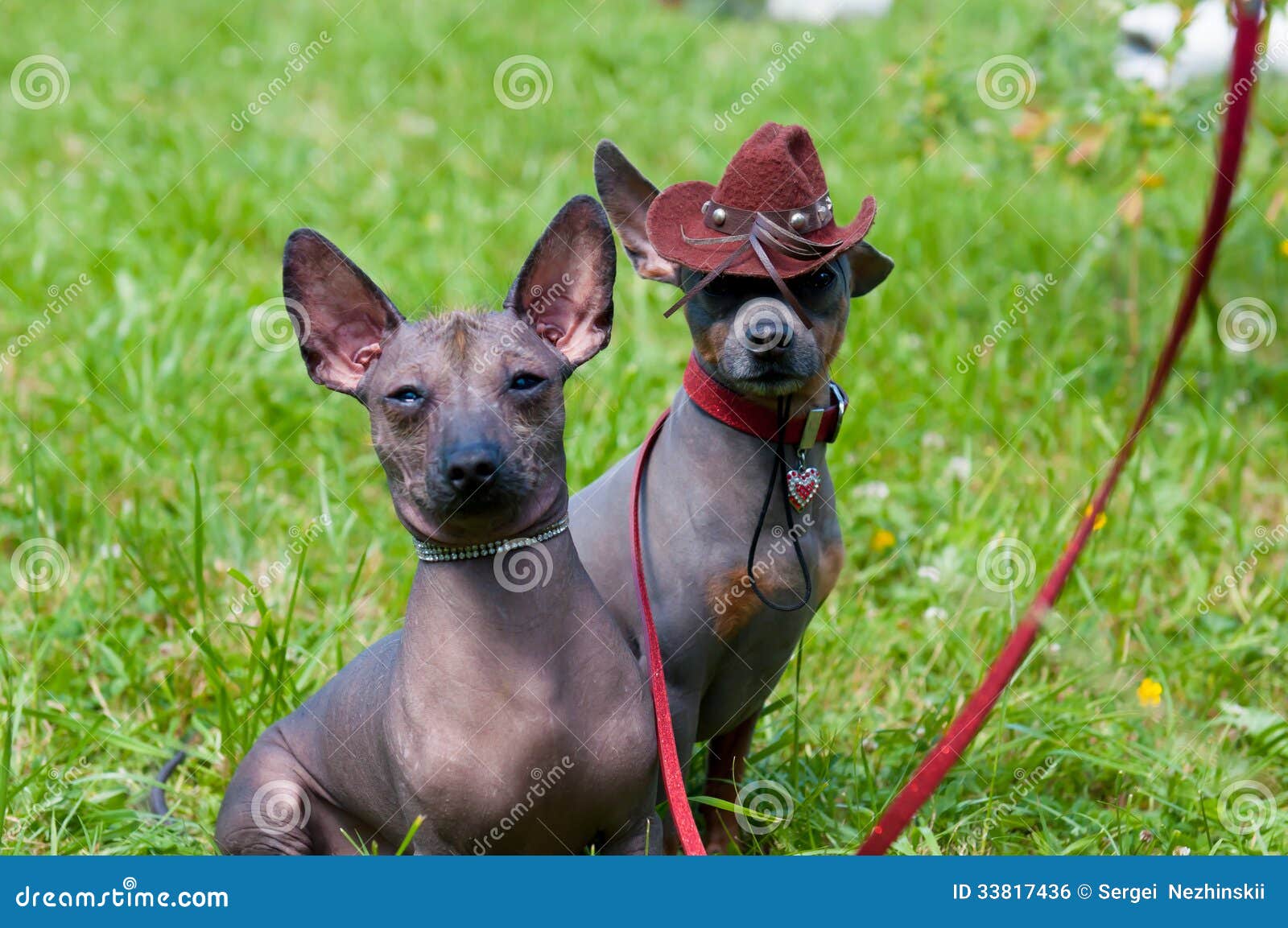 Perro sin pelo mexicano foto de archivo. Imagen de mascota - 33817436