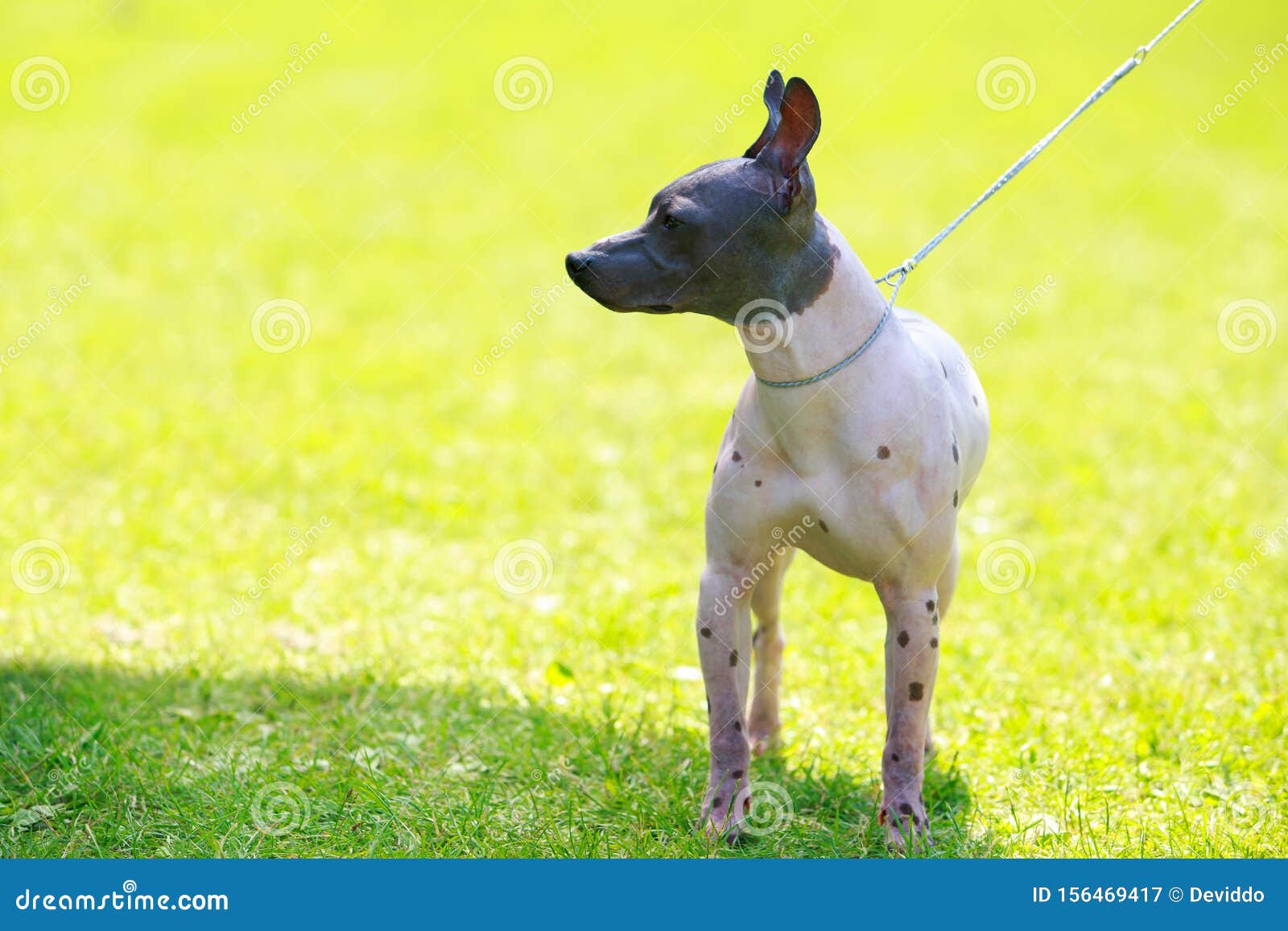 Perro Sin Pelo Mexicano De Raza De Perro Imagen de archivo - Imagen de ...