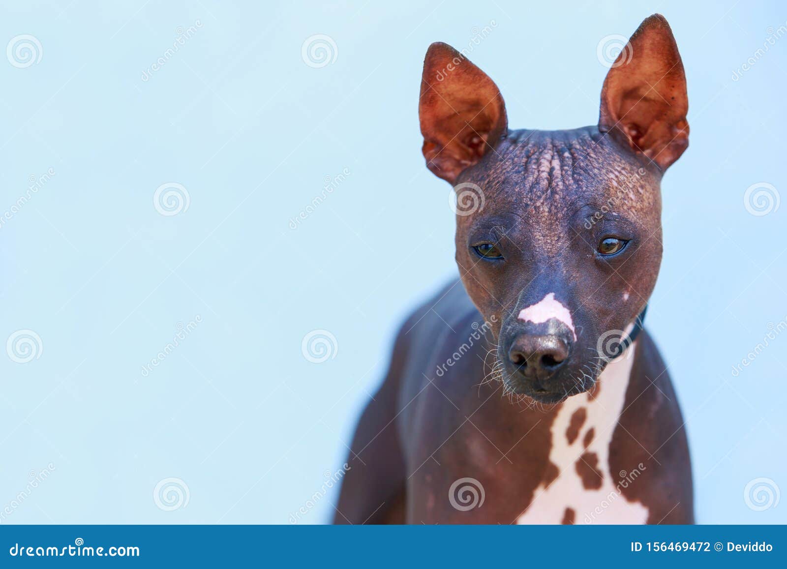 Perro Sin Pelo Mexicano De Raza De Perro Foto de archivo - Imagen de ...