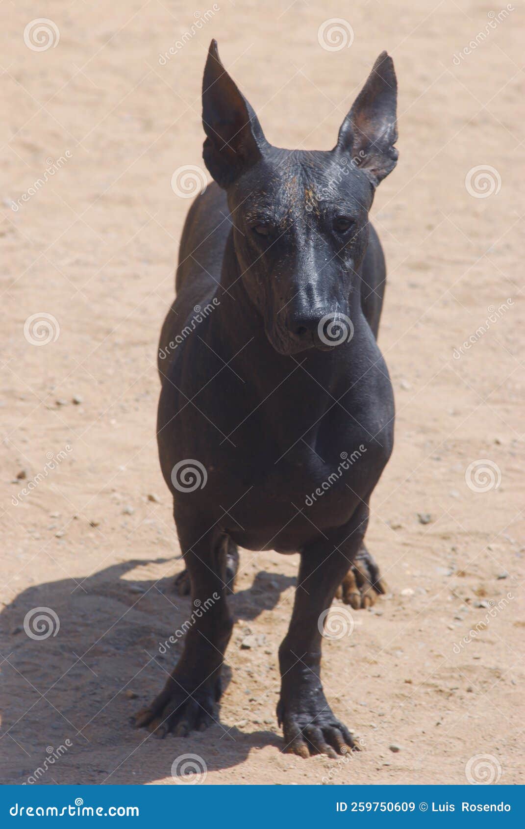 Perro sin pelo peruano imagen de archivo. Imagen de perro - 259750609