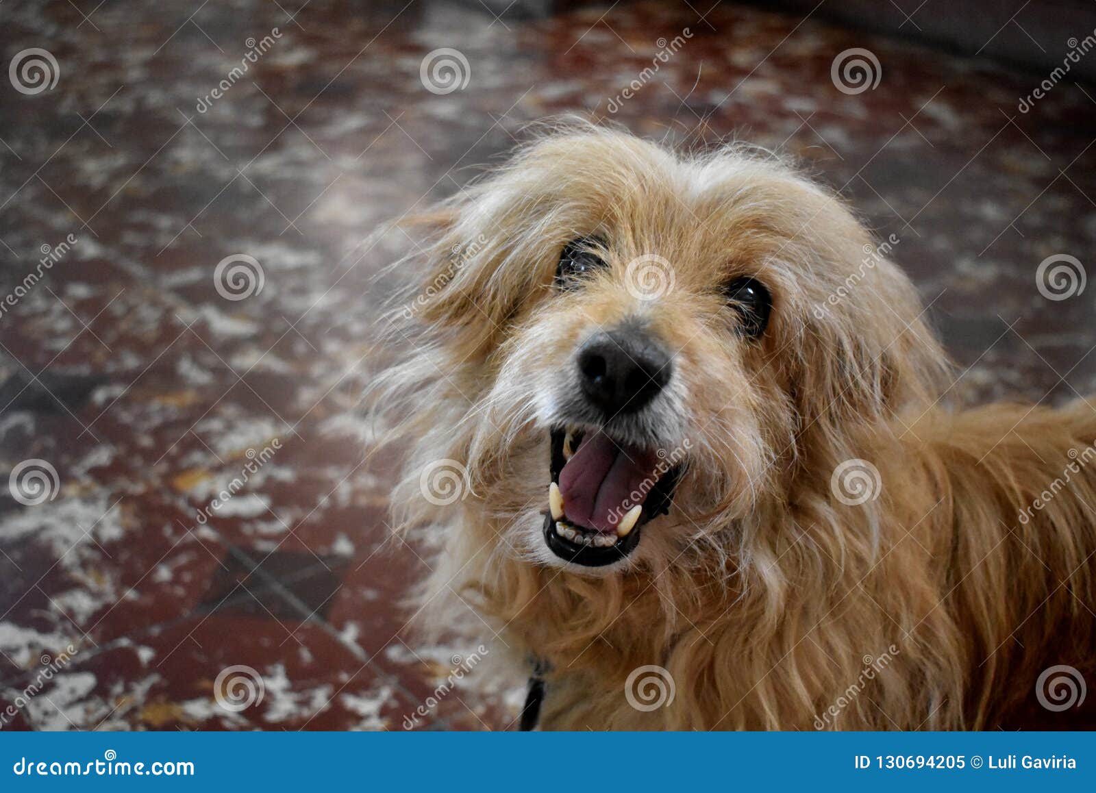 Perro sonriente imagen de archivo. Imagen de mascota - 130694205