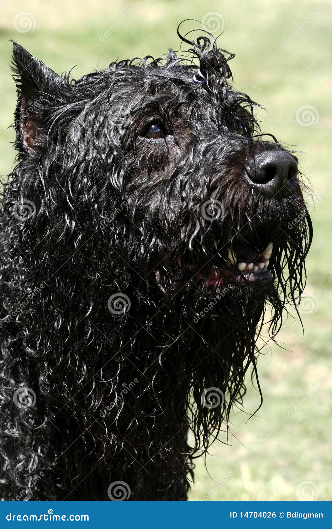 Perro sonriente foto de archivo. Imagen de piel, perezoso - 14704026