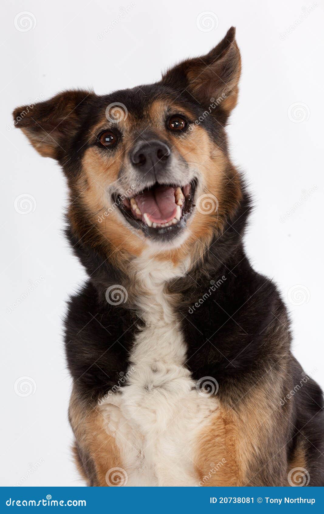 Perro sonriente imagen de archivo. Imagen de feliz, perro - 20738081