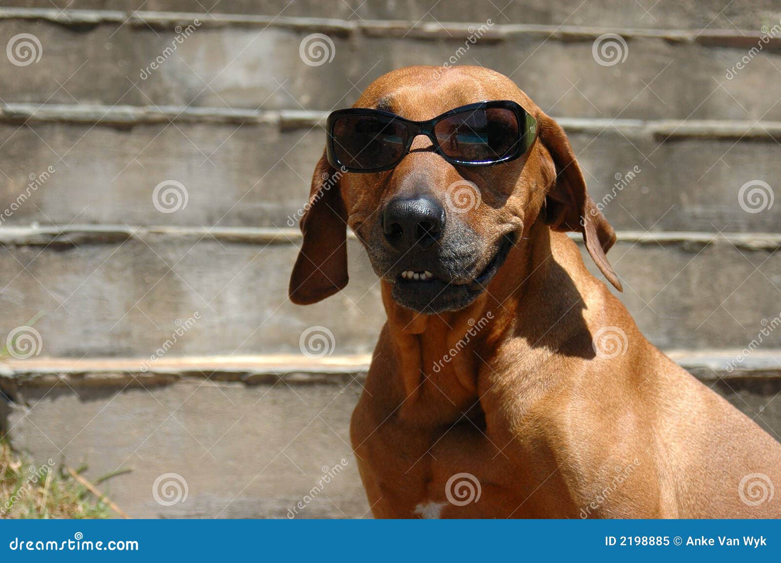 Perro sonriente imagen de archivo. Imagen de cristales - 2198885