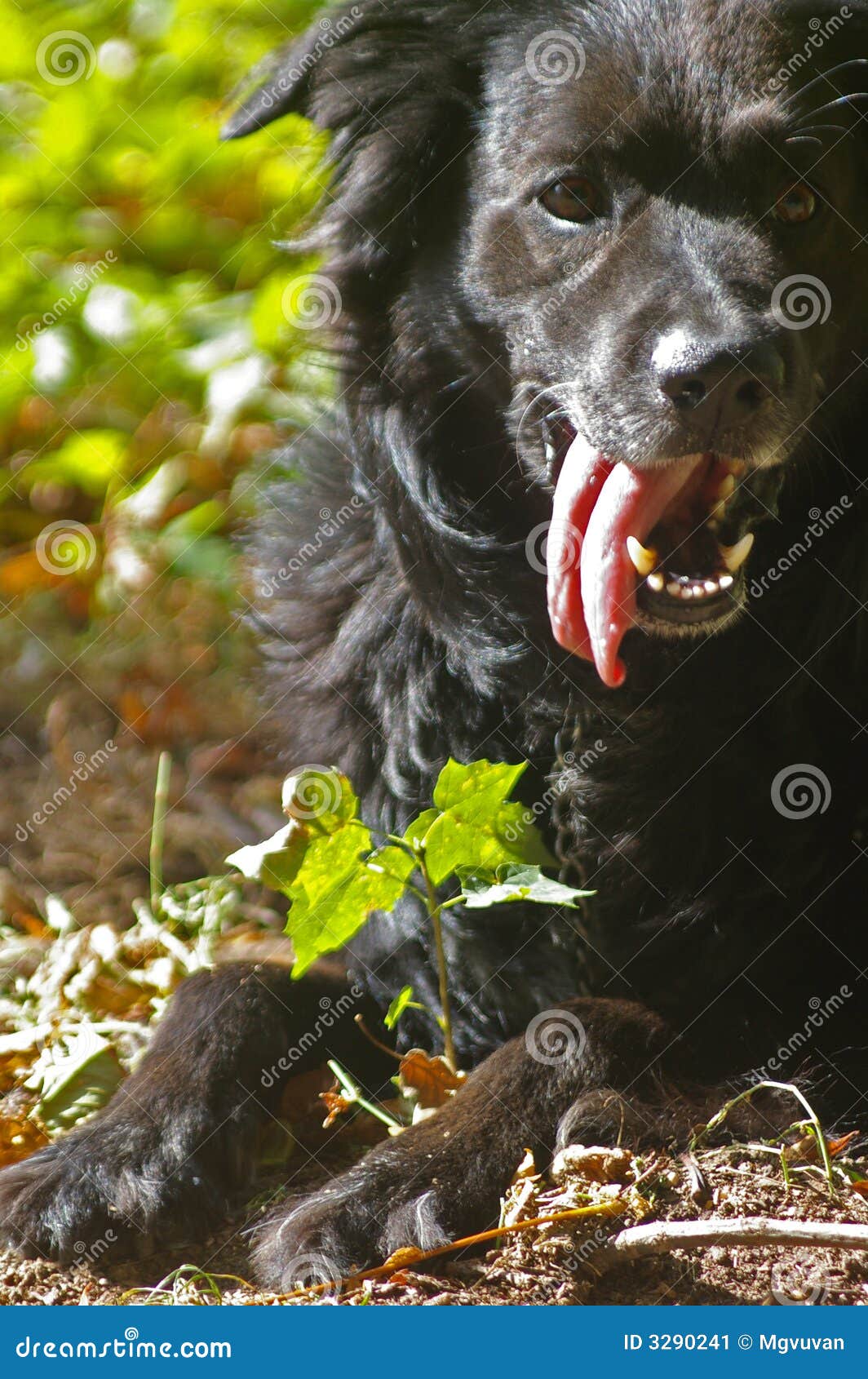Perro sonriente imagen de archivo. Imagen de felicidad - 3290241