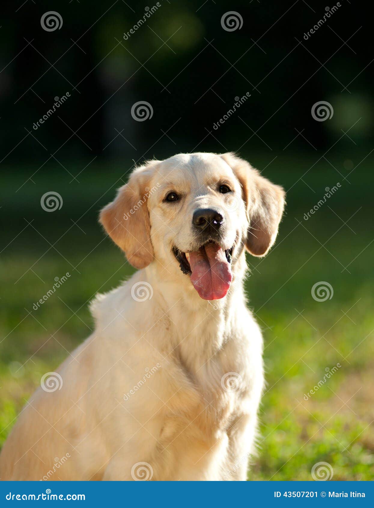 Perro sonriente imagen de archivo. Imagen de exterior - 43507201