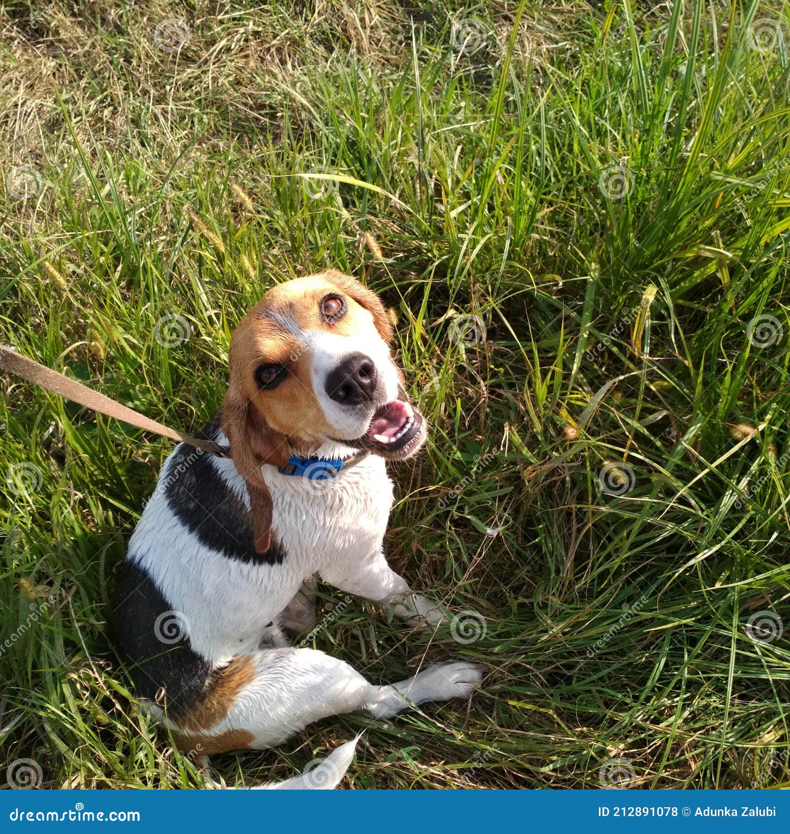 Perro sonriente foto de archivo. Imagen de perro, hierba - 212891078