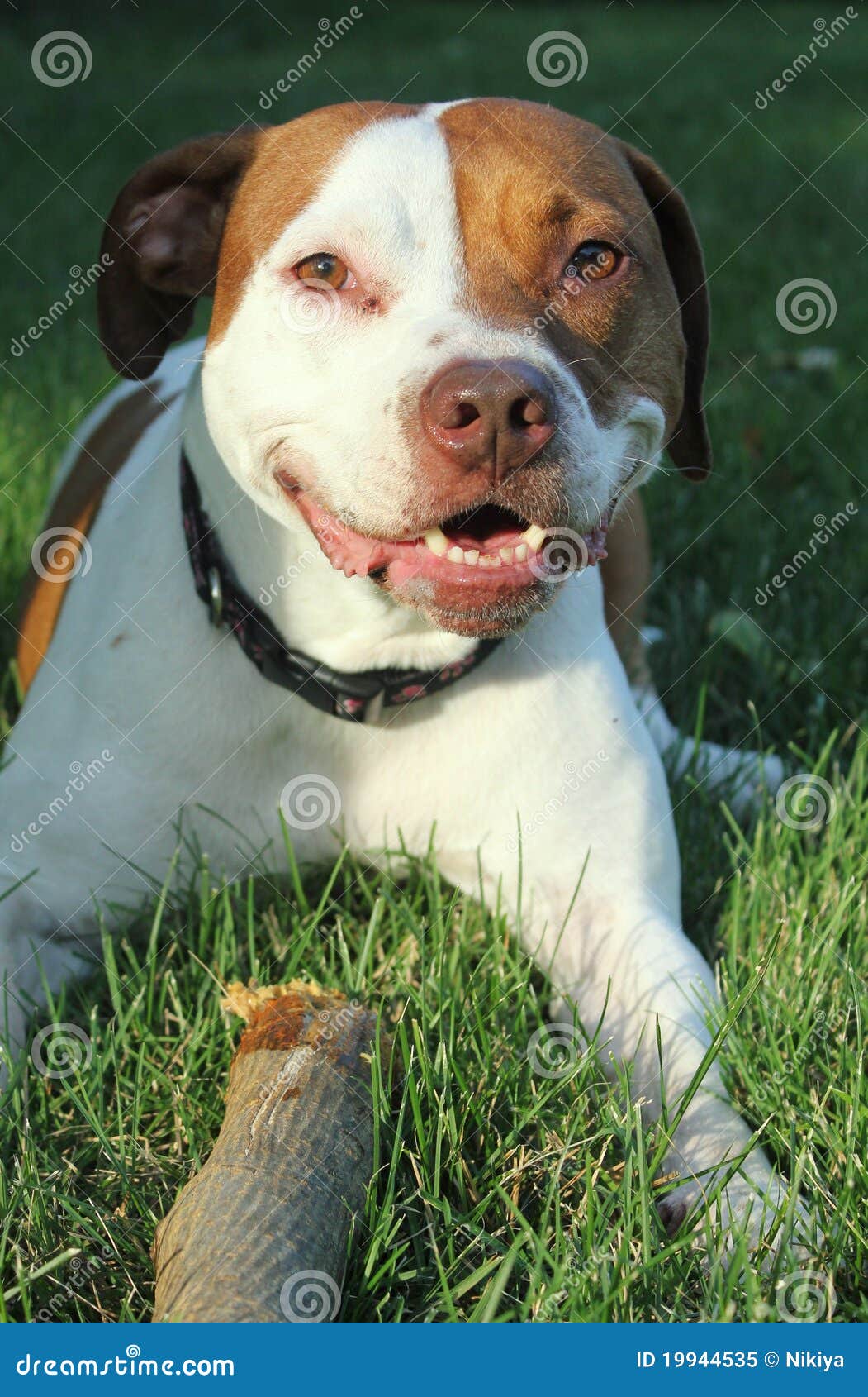 Perro Sonriente Con El Palillo Imagen de archivo - Imagen de hierba ...