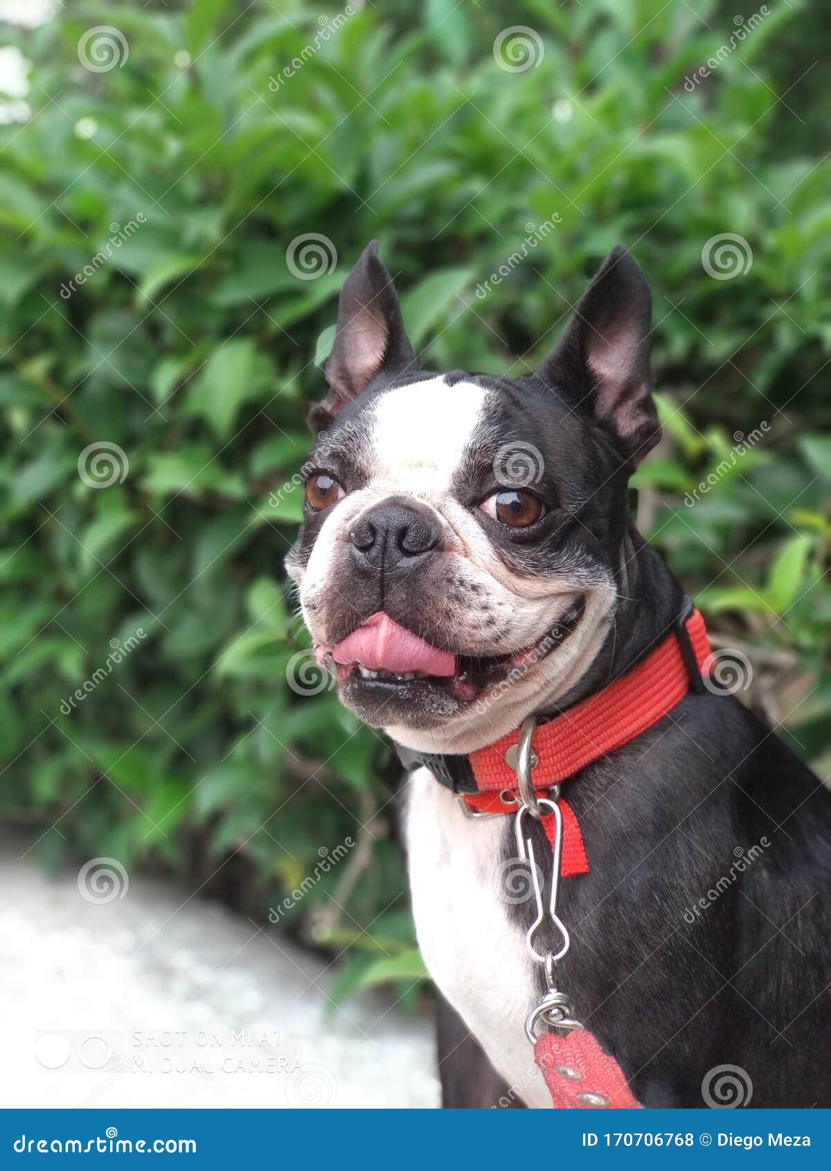 Perro sonriente de lengua foto de archivo. Imagen de sonriente - 170706768