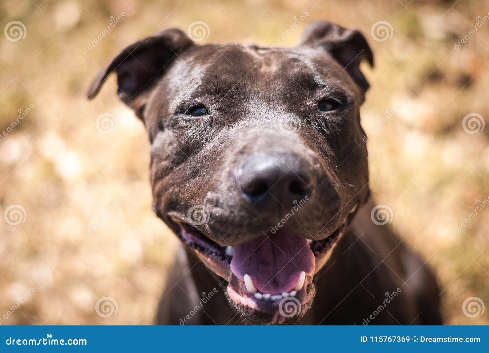 Perro Sonriente Del Refugio Imagen de archivo - Imagen de vivir, salir ...