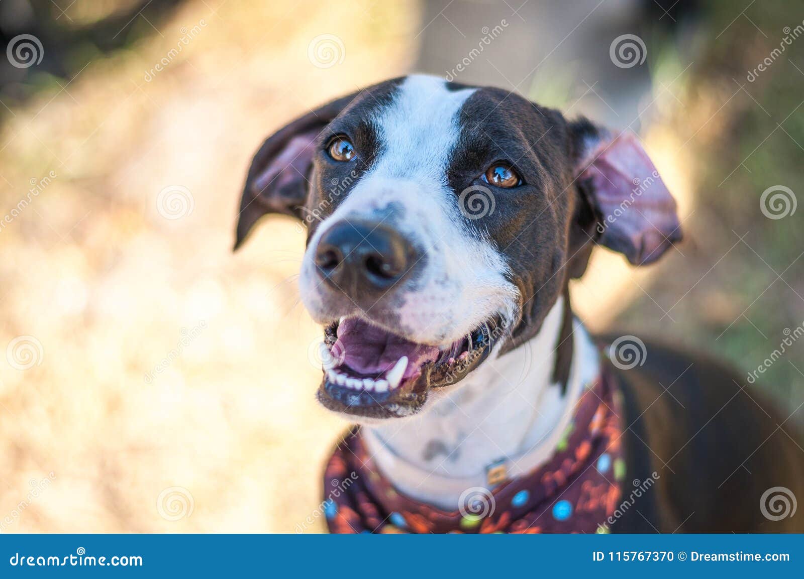 Perro Sonriente Del Refugio Foto de archivo - Imagen de capaz, retrate ...