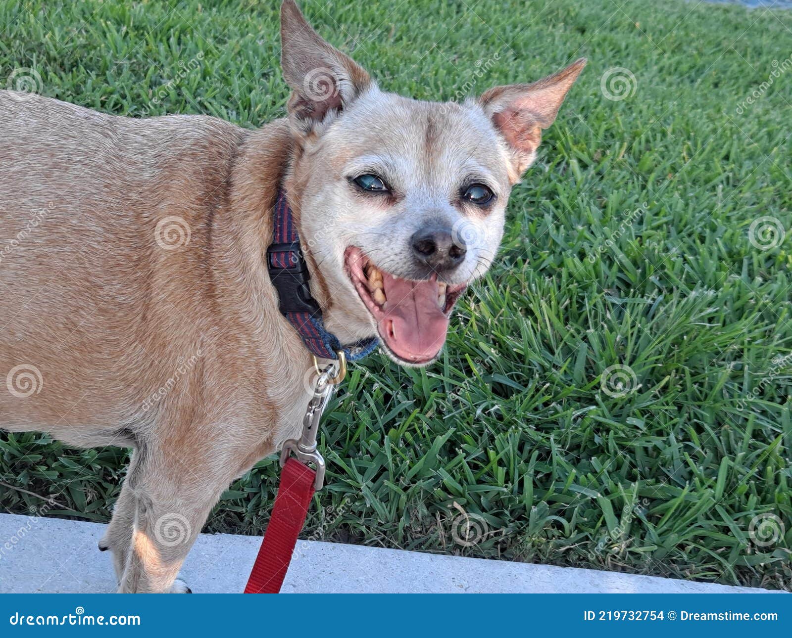 Perro Sonriente Disfrutando De Un Paseo Foto de archivo - Imagen de ...